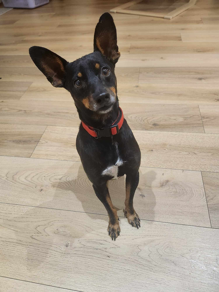 Kalou, petit papinou d'amour