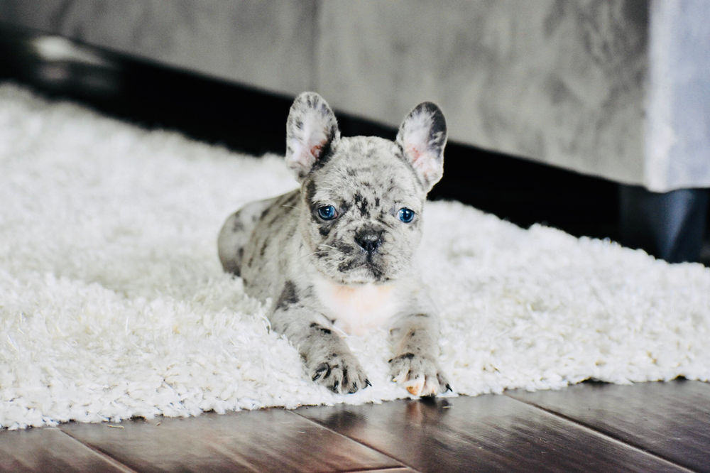 Blue Merle Micro Frenchie Puppy | FrenchBulldog.com