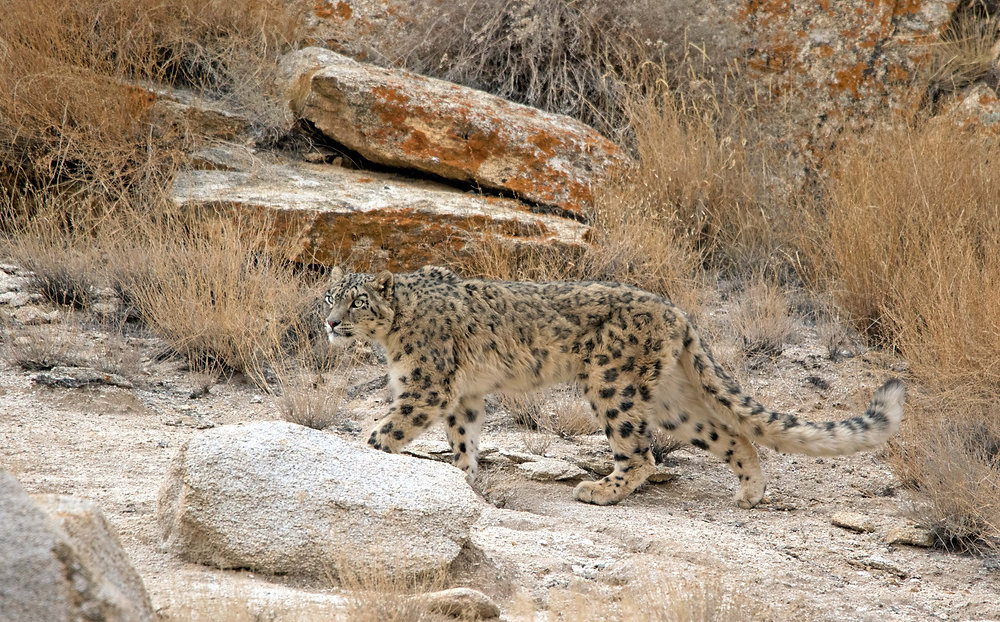 An Insight into the Ladakh Snow Leopard Expedition