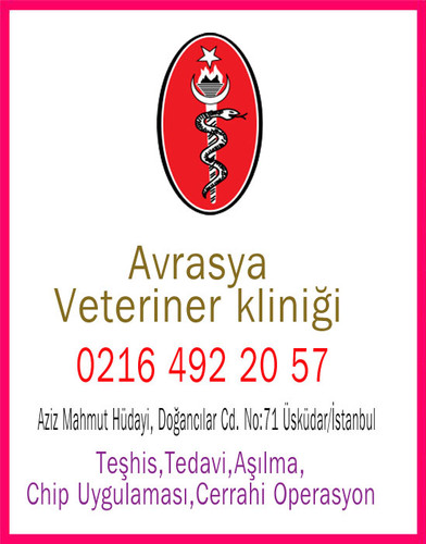 Avrasya Veteriner kliniği | Fatihhayvanhastanesi