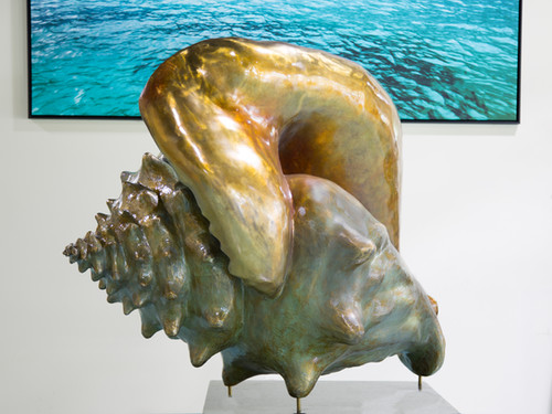 Queen Conch | Geoffrey C Smith Fine Art
