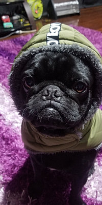 Join "Paws And All Helper" on the Spaces by Wix App