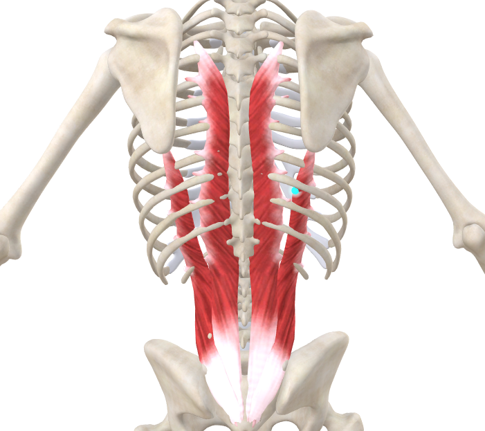 TRIGGER POINT OF THE WEEK – ERECTOR SPINAE