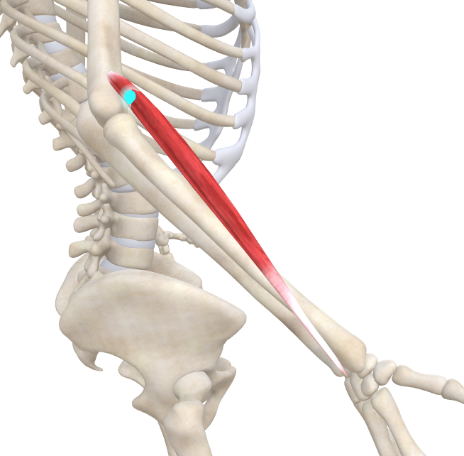 TRIGGER POINT OF THE WEEK – EXTENSOR CARPI RADIALIS BREVIS
