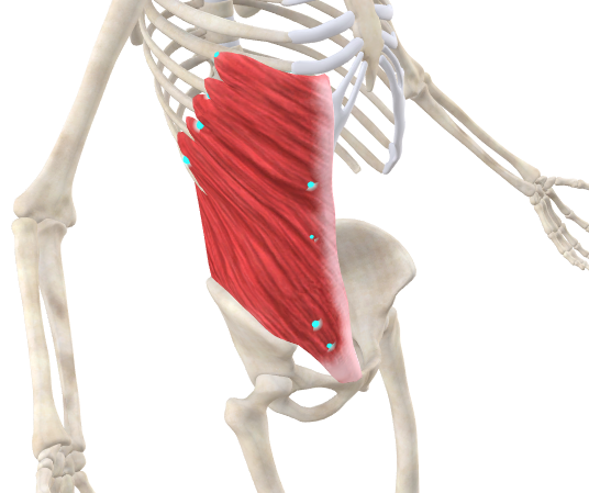 TRIGGER POINT OF THE WEEK – OBLIQUUS EXTERNUS ABDOMINIS