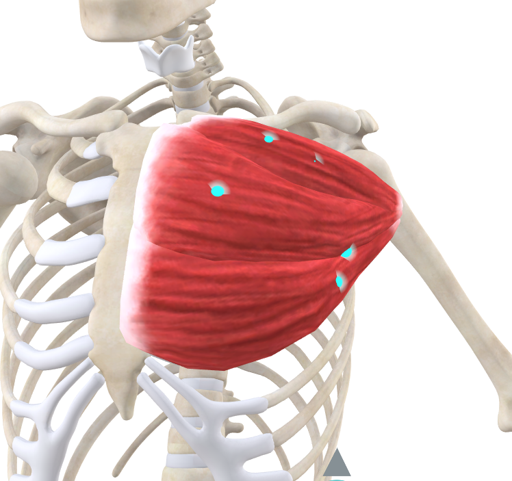 TRIGGER POINT OF THE WEEK – PECTORALIS MAJOR TP