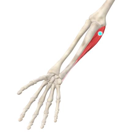 TRIGGER POINT OF THE WEEK – FLEXOR CARPI ULNARIS