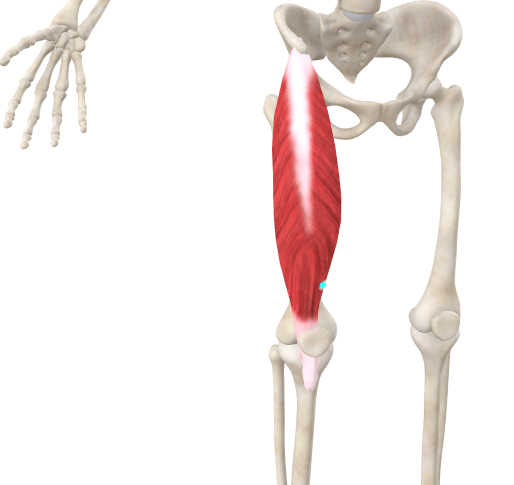 TRIGGER POINT OF THE WEEK – QUADRICEPS RECTUS FEMORIS