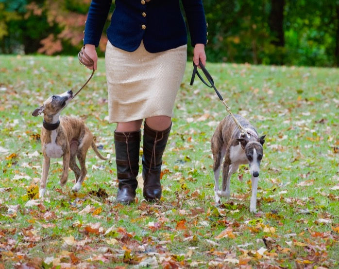 Living with Whippets