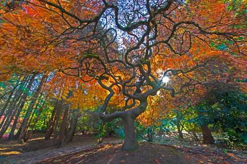 Kubota Tree 2017 | Daniel Fleming Photo