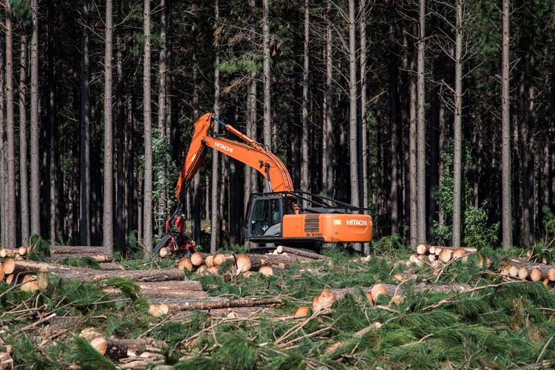 Forestry | MTO Group