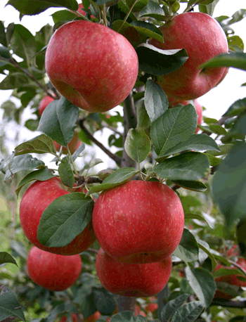 Apple Trees | Baraka Gardens