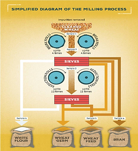 wheat milling process step by step