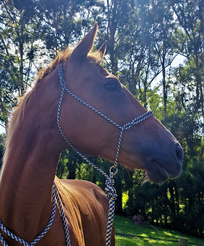 Sliding Ring Knotless Rope Halter | Areion