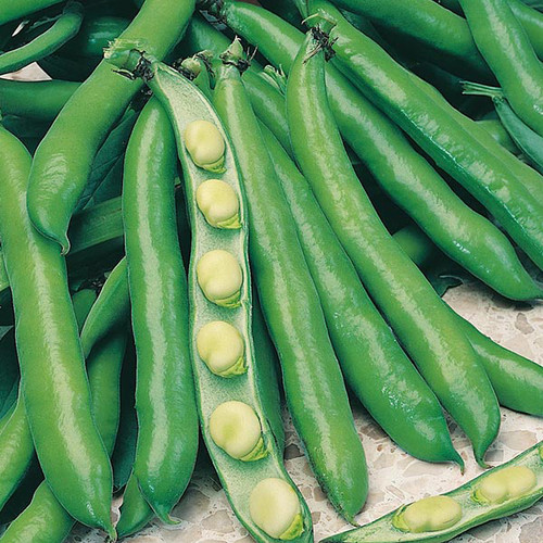 Broad bean Bunyards Exhibition | glenvale-nurseries