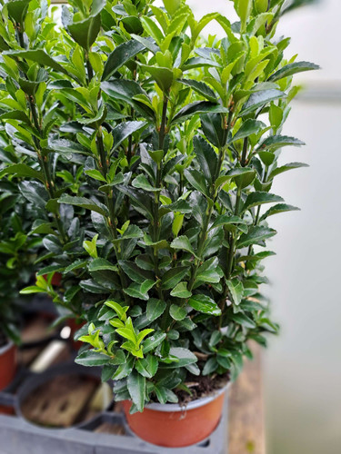 Euonymous green rocket | glenvale-nurseries