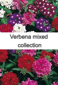 Verbena mixed colours 10 plants | glenvale-nurseries