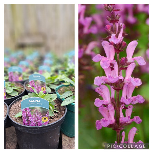 Salvia marvel rose | glenvale-nurseries