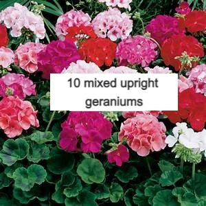 10 mixed geraniums - upright | glenvale-nurseries
