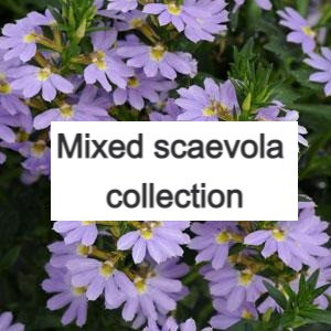6 plant Scaevola trailing collection | glenvale-nurseries