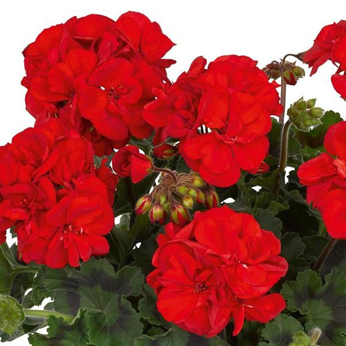 10 bright red upright geraniums | glenvale-nurseries