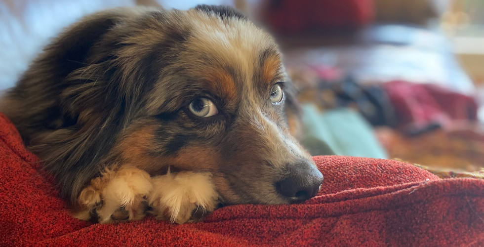 Guide to Understanding Mini Australian Shepherds Coat Colors