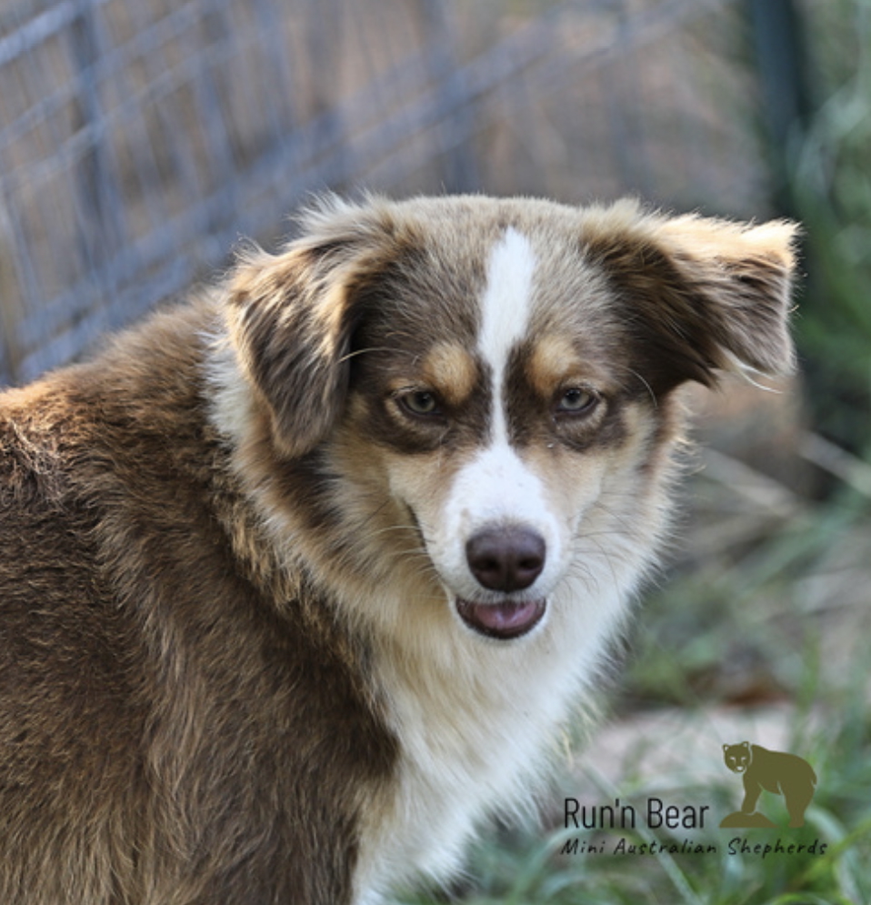 Guide to Understanding Mini Australian Shepherds Coat Colors