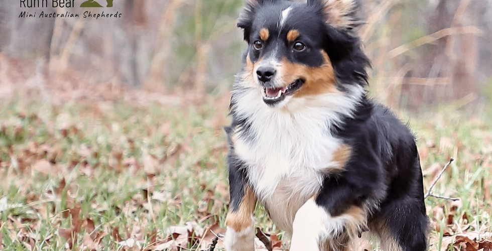 Guide to Understanding Mini Australian Shepherds Coat Colors