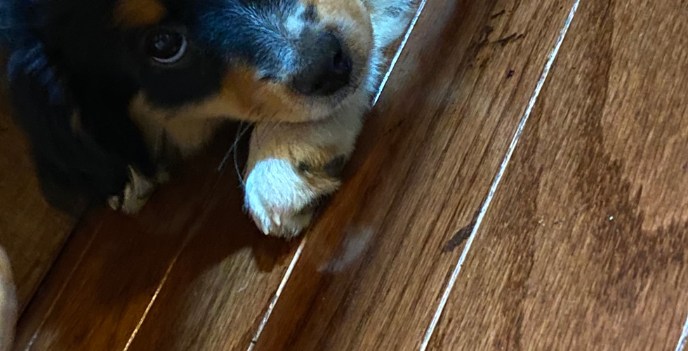 Guide to Understanding Mini Australian Shepherds Coat Colors