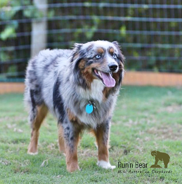 Guide to Understanding Mini Australian Shepherds Coat Colors