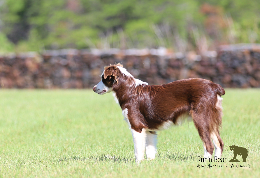 Guide to Understanding Mini Australian Shepherds Coat Colors