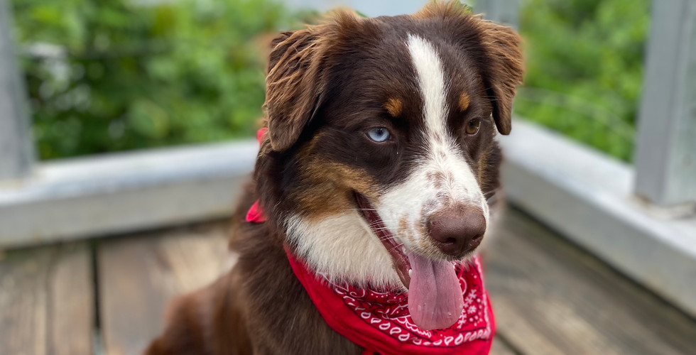 Guide to Understanding Mini Australian Shepherds Coat Colors
