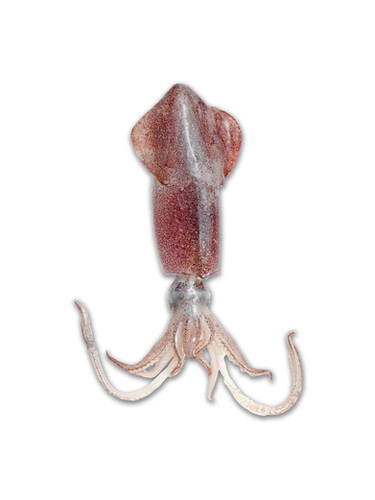 Loligo Whole Squid 15-20cm IWP 5kg | Sea Treasure Seafood
