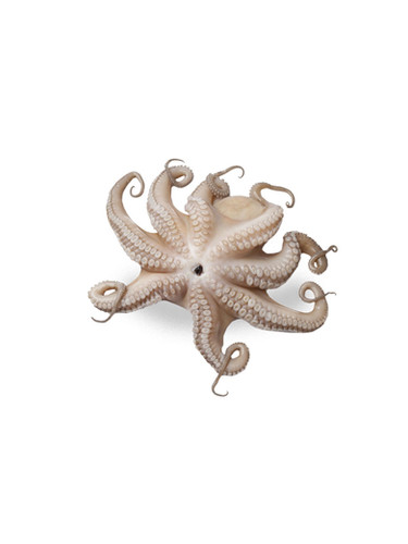 Whole Round Octopus 1 - 2kg - 15kg | Sea Treasure Seafood