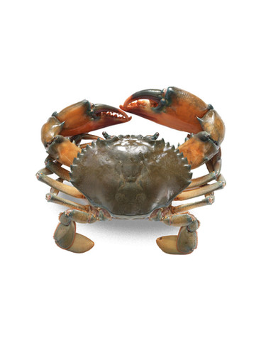 Whole Mud Crab Madagascar 500 - 700 gram - 5kg | Sea Treasure Seafoods
