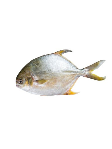 Golden Pompano Whole Frozen 400-600g IWP -10kg | Sea Treasure Seafood