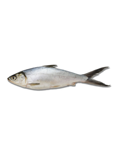 Milkfish Whole IWP 600/800 - 10kg | Sea Treasure Seafoods