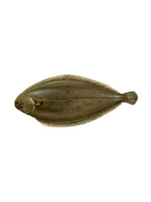 Yellowfin Sole Whole/Gutted 300/400 IWP 10kg Ctn | Sea Treasure Seafood