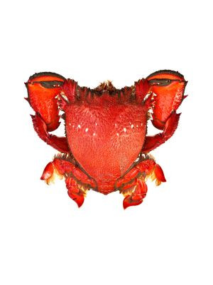Spanner Crab Cooked 350-500g 12kg | Sea Treasure Seafood