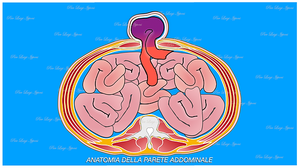 Anatomia della Parete Addominale | Ernia Center Firenze