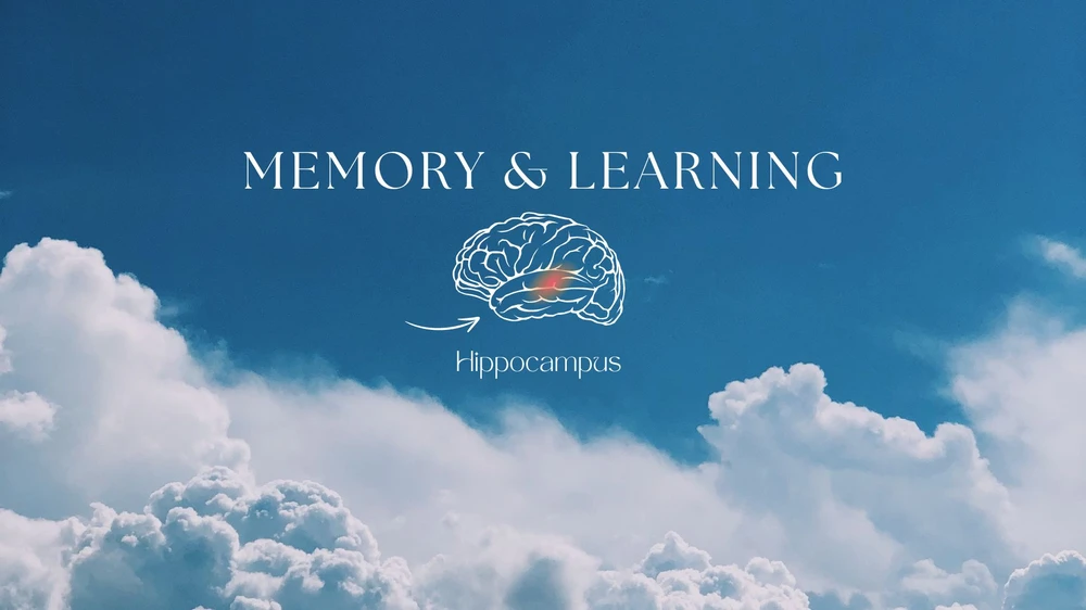 Memory & Learning (Hippocampus) | Rane