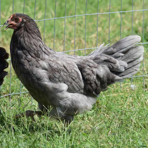 Whiting True Blue | Chicken D Ranch