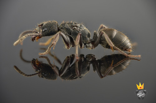 Odontoponera transversa | AntsDavey