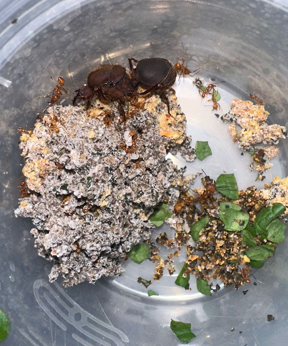 Leaf Cutters | AntsDavey