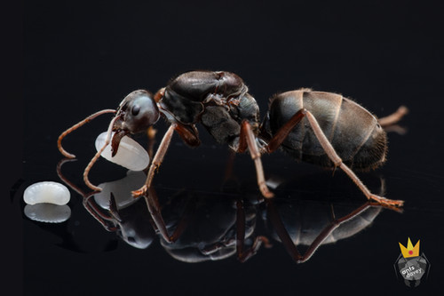 Iridomyrmex purpureus (Meat Ant) | AntsDavey