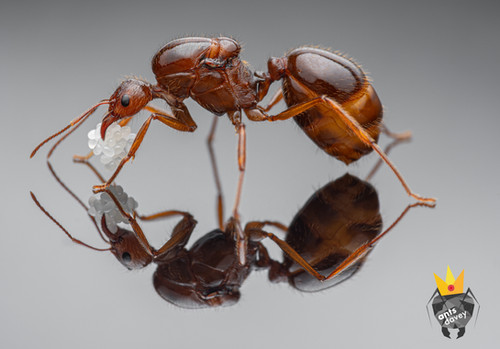 Aphaenogaster longiceps | AntsDavey