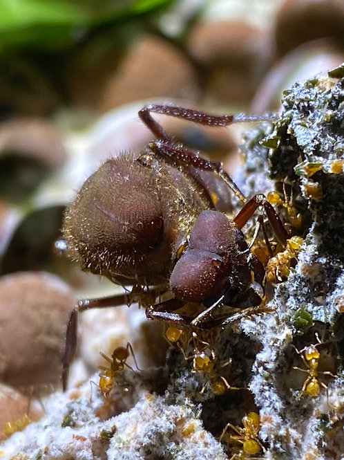 Atta cephalotes (Leaf Cutter) | AntsDavey