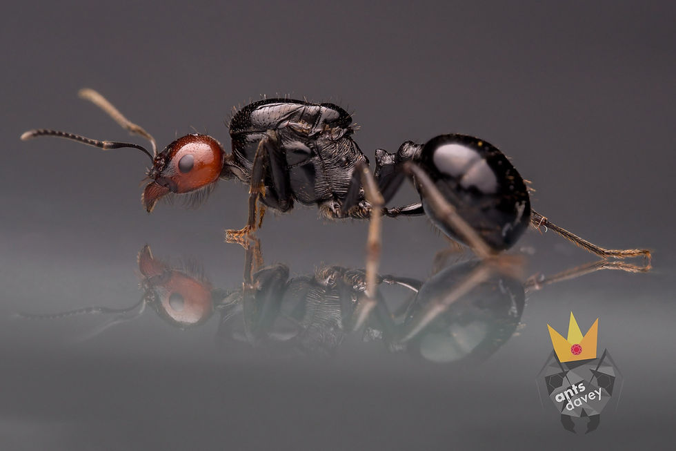 Messor angularis | AntsDavey