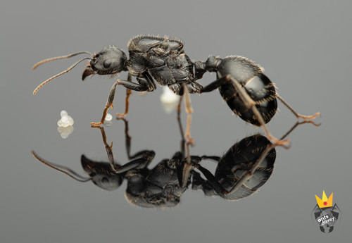 Messor arenarius (Giant Harvester ant) | AntsDavey