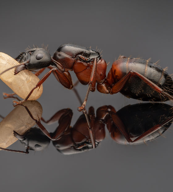 Camponotus Vicinus Diet